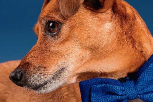 7 accessories for dogs that your pet cannot miss – MariaCe Posada Pets ...